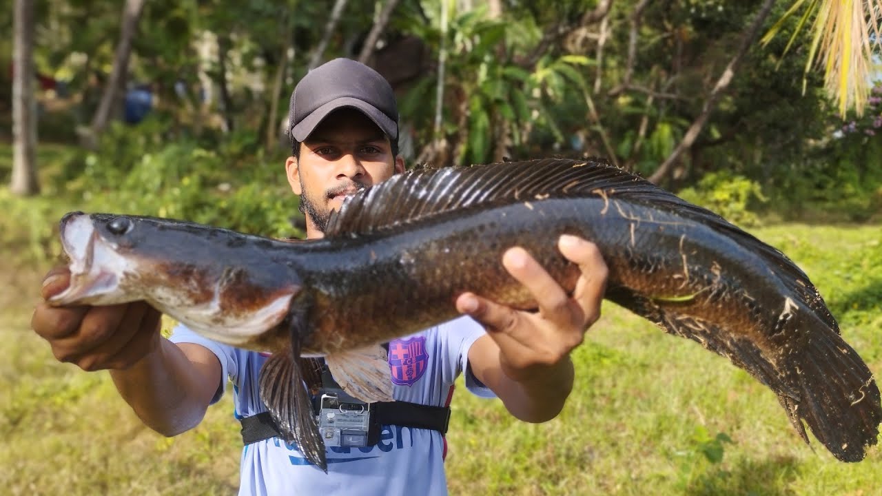 ഇത്രയും വലിയ ചേറുമീൻ ഞാൻ കണ്ടിട്ടില്ല😱😱#trending #fishing #snakehead # ...