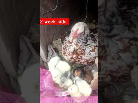 two week Old chicken kids #chicken - YouTube