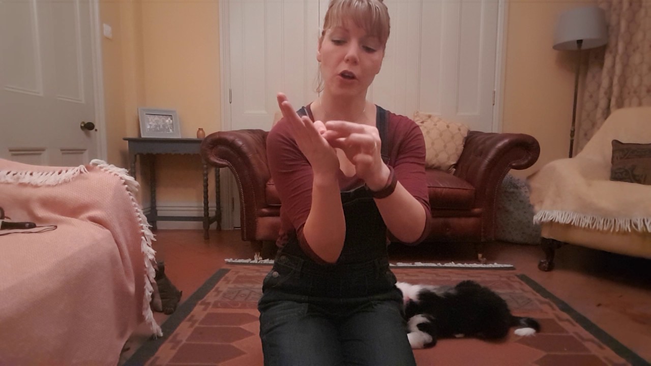 Puppy training Sit, Down, Stand commands - YouTube