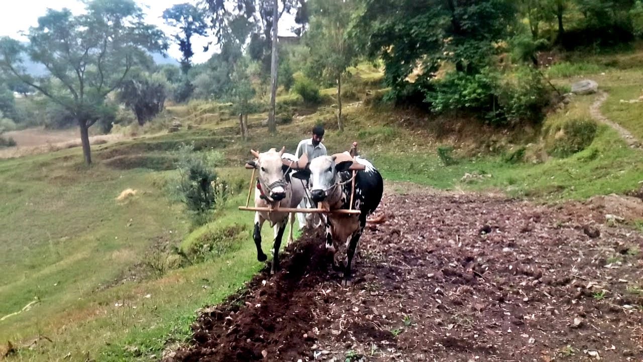 Indigenous People Using Bulls to Plow a Field - YouTube