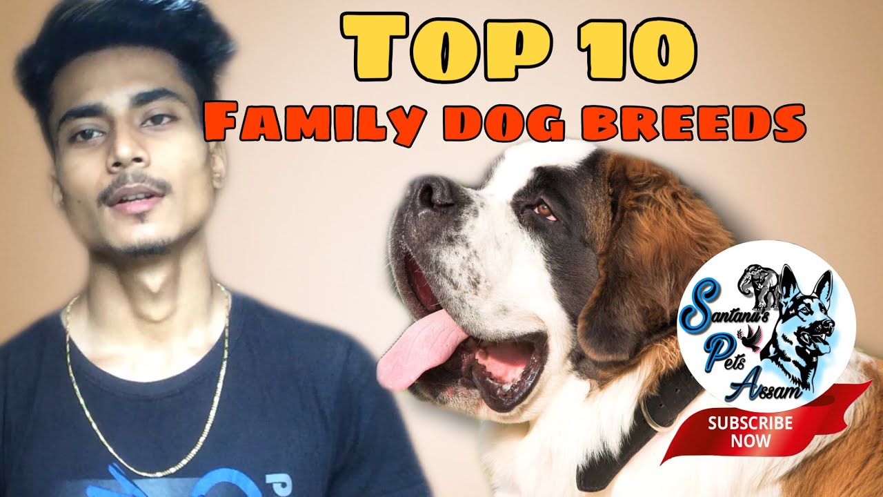 Top 10 family Dog breeds in Assam || Popular Dog breeds in Assam ...