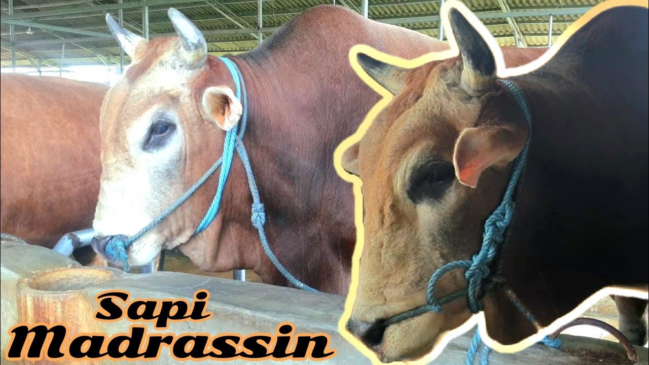 Gagah Berotot Seperti BANTENG Karkas Tinggi, SAPI Ini Malah Kurang Di ...