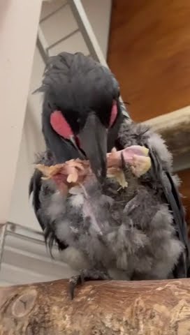 Video test. Strong beak. - YouTube