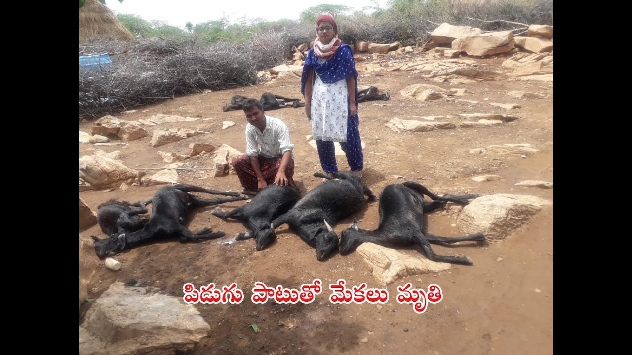 Goats killed by lightning - YouTube