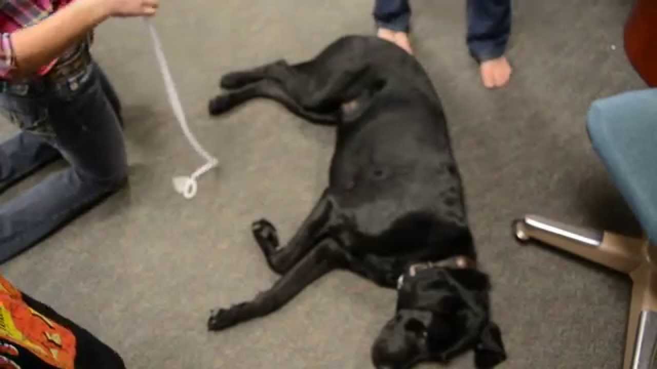 Del Oro FFA Vet. Science Team- Dog Practice - YouTube