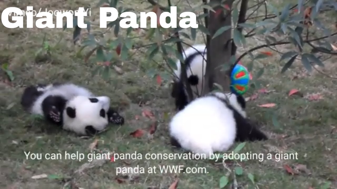 Meet the adorable Giant Panda | Bear | China | Status Vulnerable ...