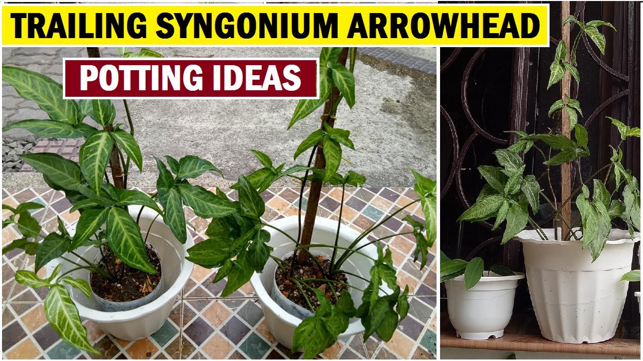 POTTING IDEAS FOR TRAILING SYNGONIUM ARROWHEAD PLANTS - YouTube