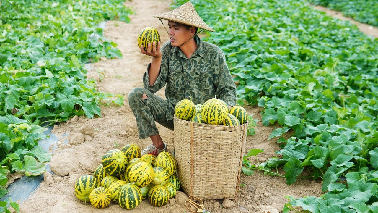 Harvesting melons: how to make a lot of money by bringing melons to the ...