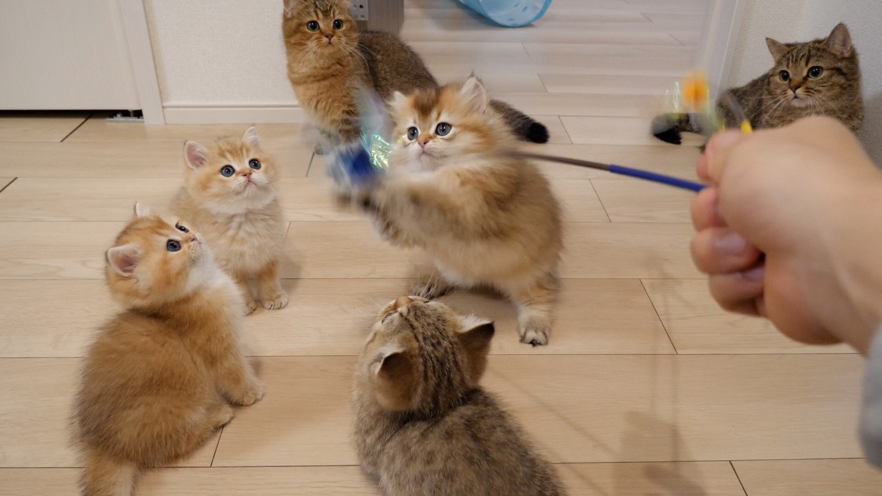This was the only way I could think of to play with 6 cats at the same ...