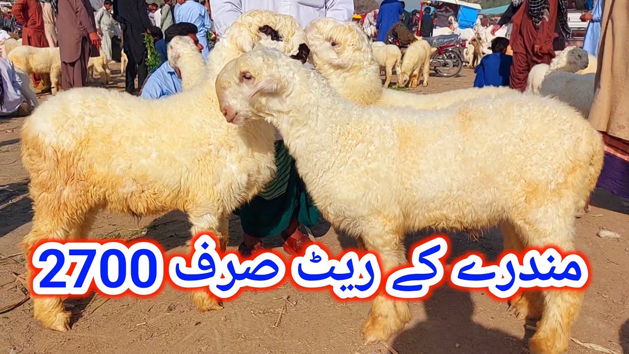 mundra chatra farming in Pakistan big mundry at Malik imran goat farm ...
