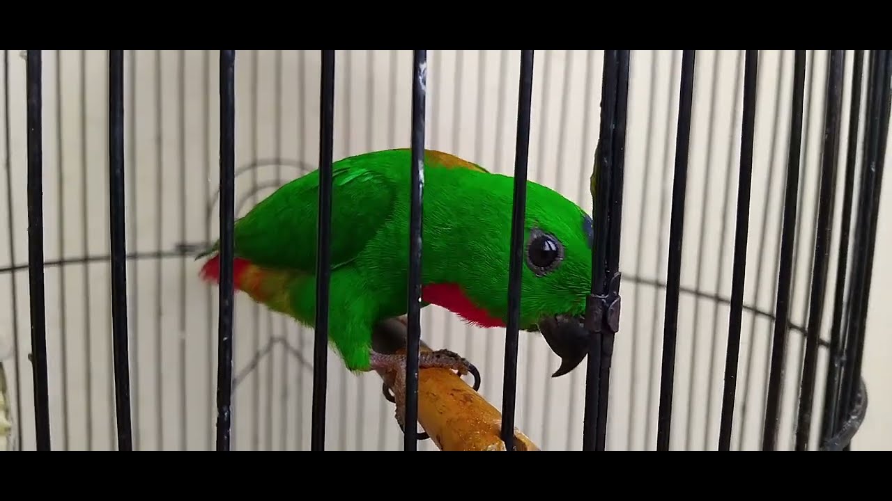 Serindit gacor sekali dengar semua burung ikut emosi #serinditjantan # ...