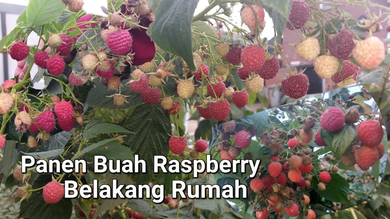 Panen Buah Raspberry Makin Banyak di Kebun | Harvest Raspberry Again ...