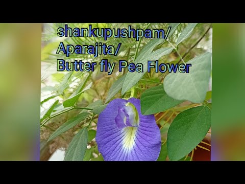 Shankupushpam/ Aparajita/Butterfly Pea Flower # Mini Garden Ideas - YouTube