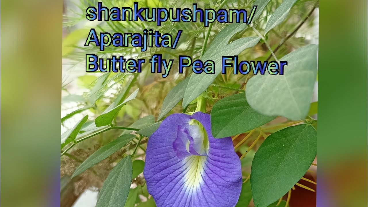 Shankupushpam/ Aparajita/Butterfly Pea Flower # Mini Garden Ideas - YouTube