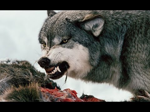 Wildlife Russia Siberia - Endless War of Wild Predators (Nat Geo) - YouTube