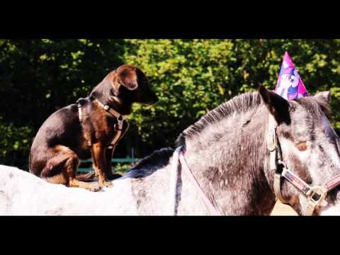 Es rappelt im Karton / Parodie