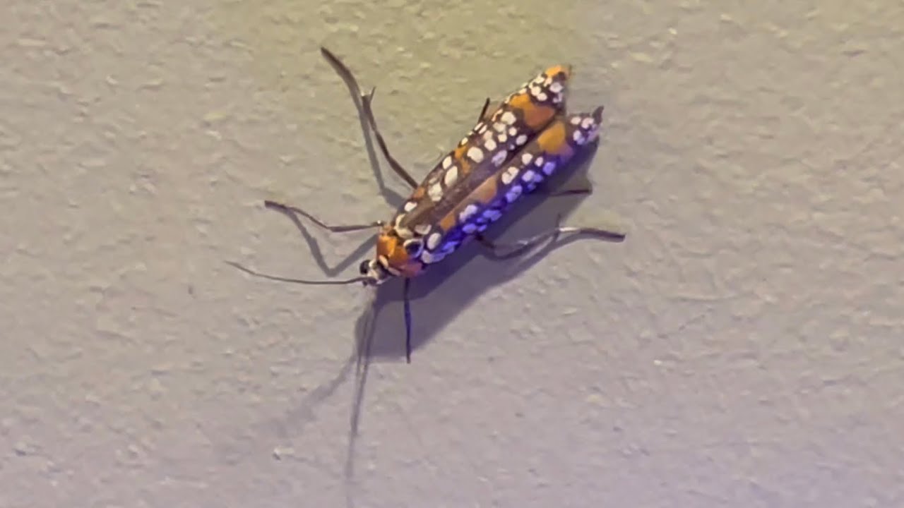 A Colorful Moth Walking Along A Wall - YouTube