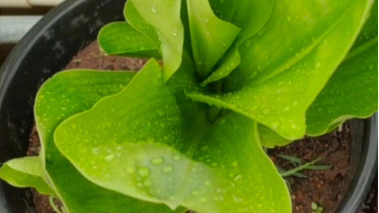 MAY FLOWER PLANT - YouTube