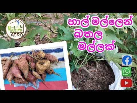 හාල් මල්ලේ බතල වගාව | home garden | ගෙවතු වගාව | bathala wagaawa ...
