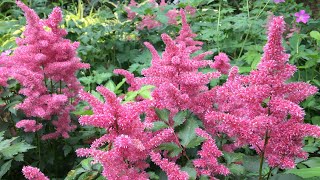 🌿 ~ Astilbe Planting ~ Natives ~ New Plantings ~ 🌿