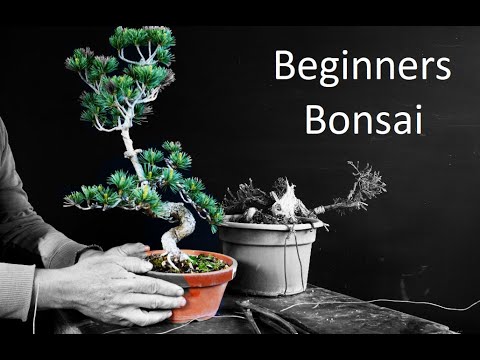 Bonsai techniques beginners materials - YouTube