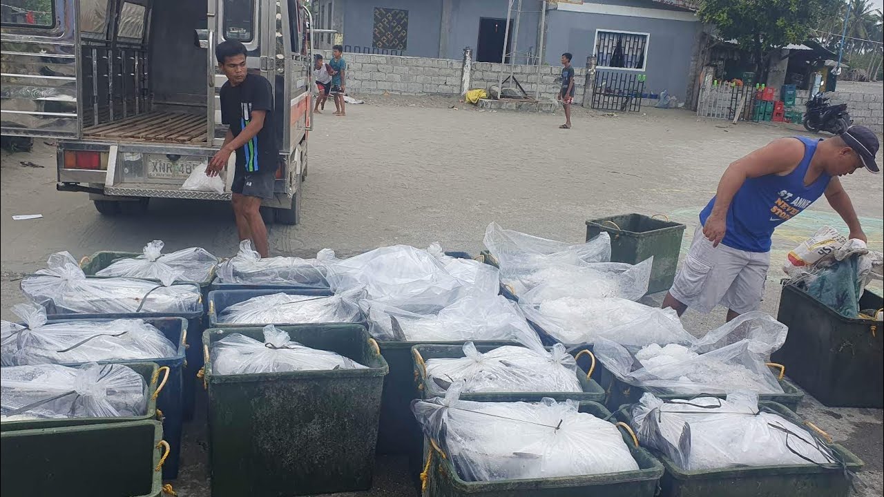 Giant Trevally 900 kilos | Mamsa #fish #gianttrevally #mamsa #shorts ...