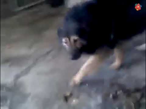 KAFKAS ÇOBAN KÖPEĞİ VS AYI