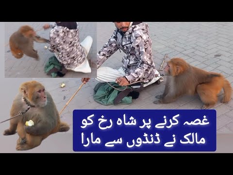 gussa karne per monkey ko Malik Ne dandon Se mara - YouTube