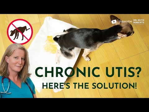 Chronic UTIs In Dogs? Here's the Solution! 🐾 - YouTube