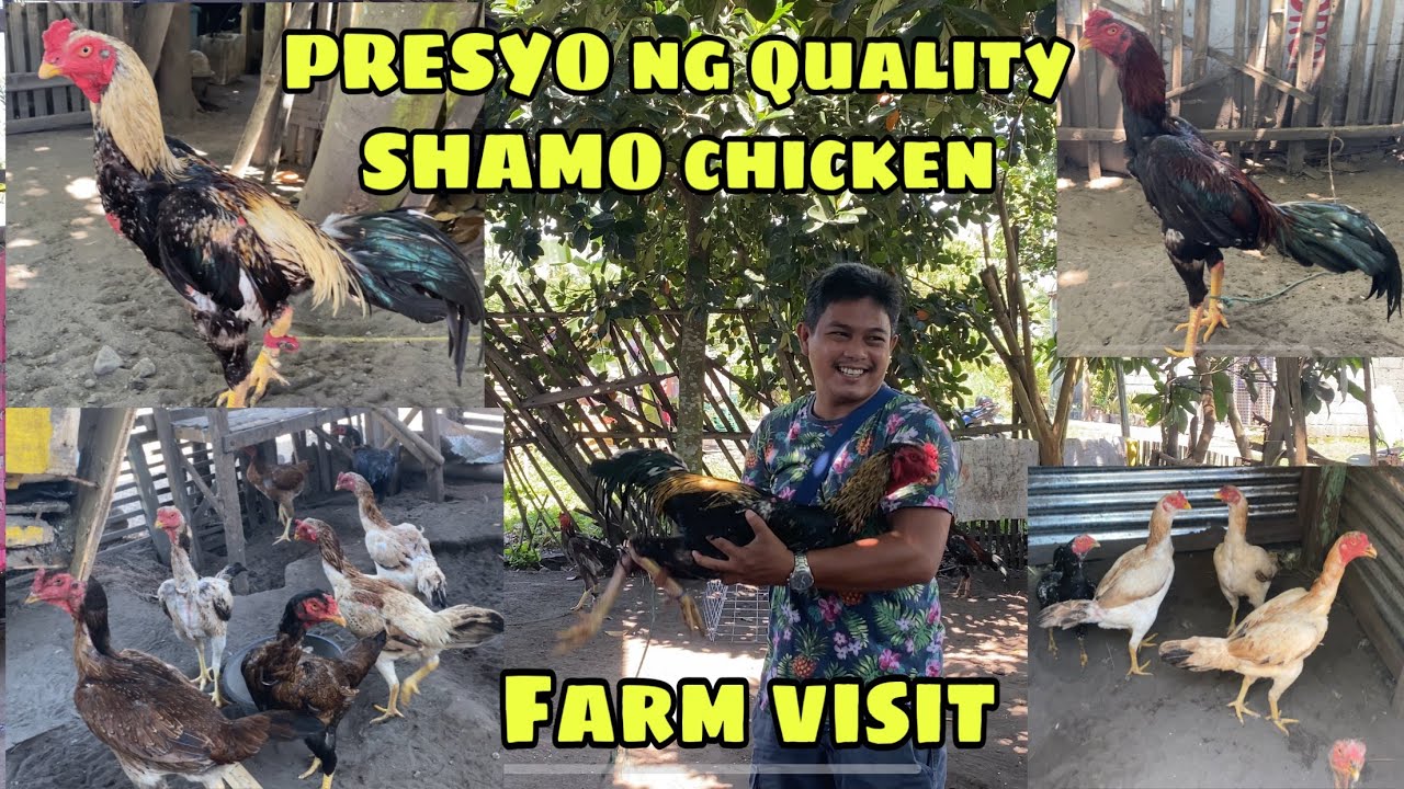 PRESYO NG QUALITY SHAMO CHICKEN NGAYON | ANG GANDA AT ANG MAHAL | FARM ...