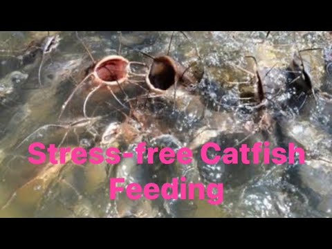 Stress-free Catfish Feeding, Wat Benjamabopitr, #bangkok , #thailand # ...