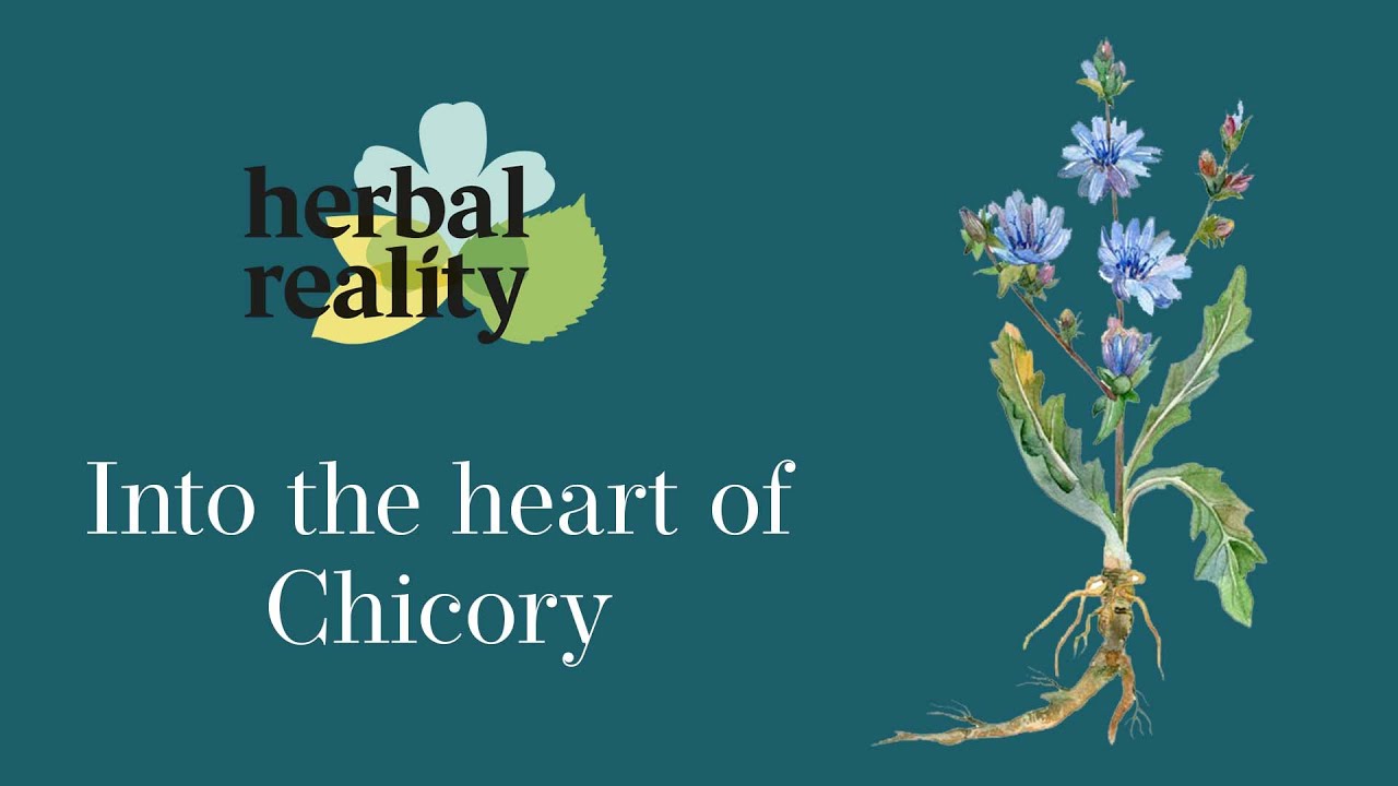 Chicory - YouTube