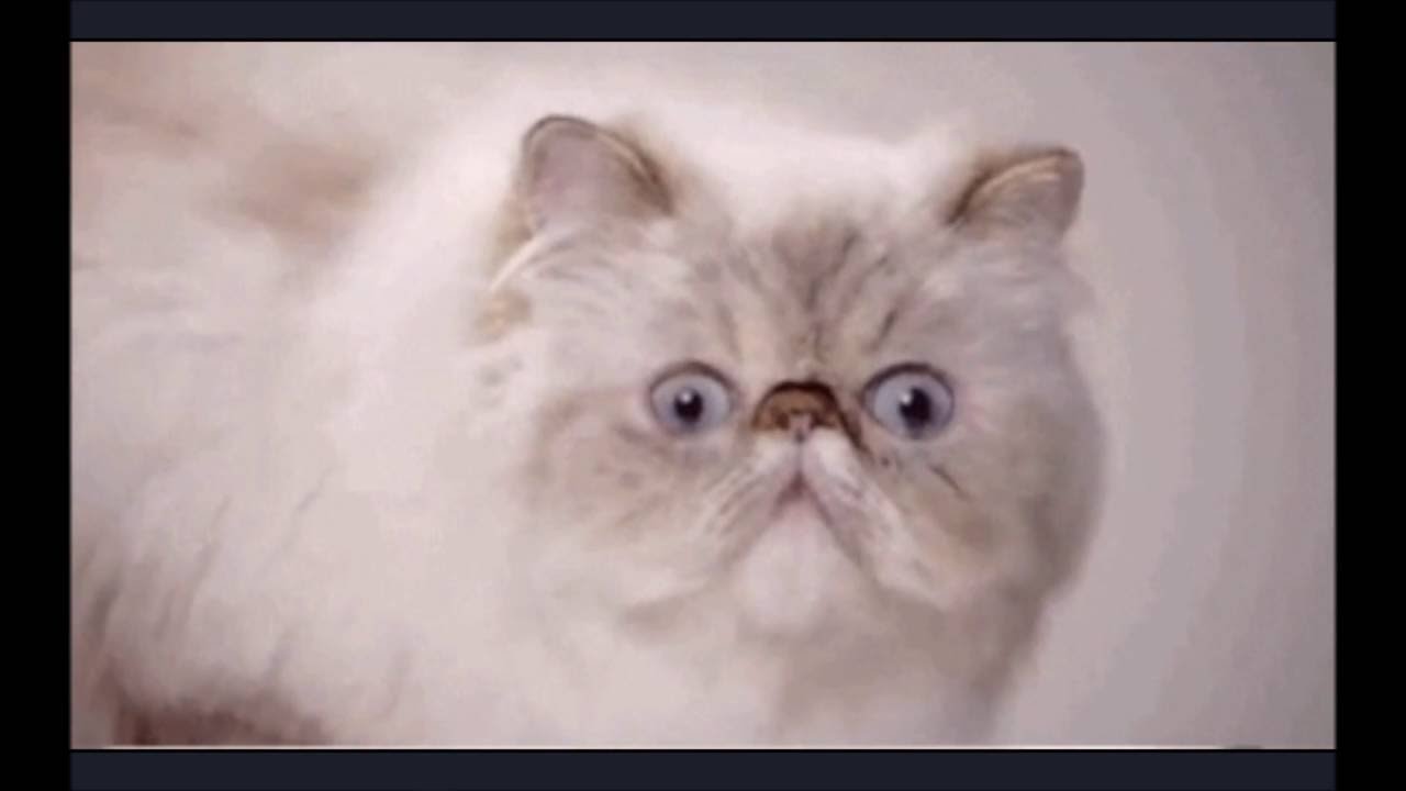 PPAP Cat Version - YouTube