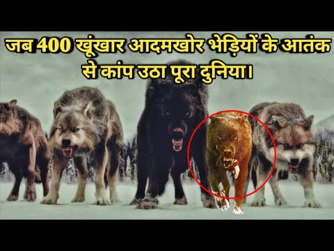 The True Story of 400+ Man Eating Wolves That Terrorized USA , Canada ...