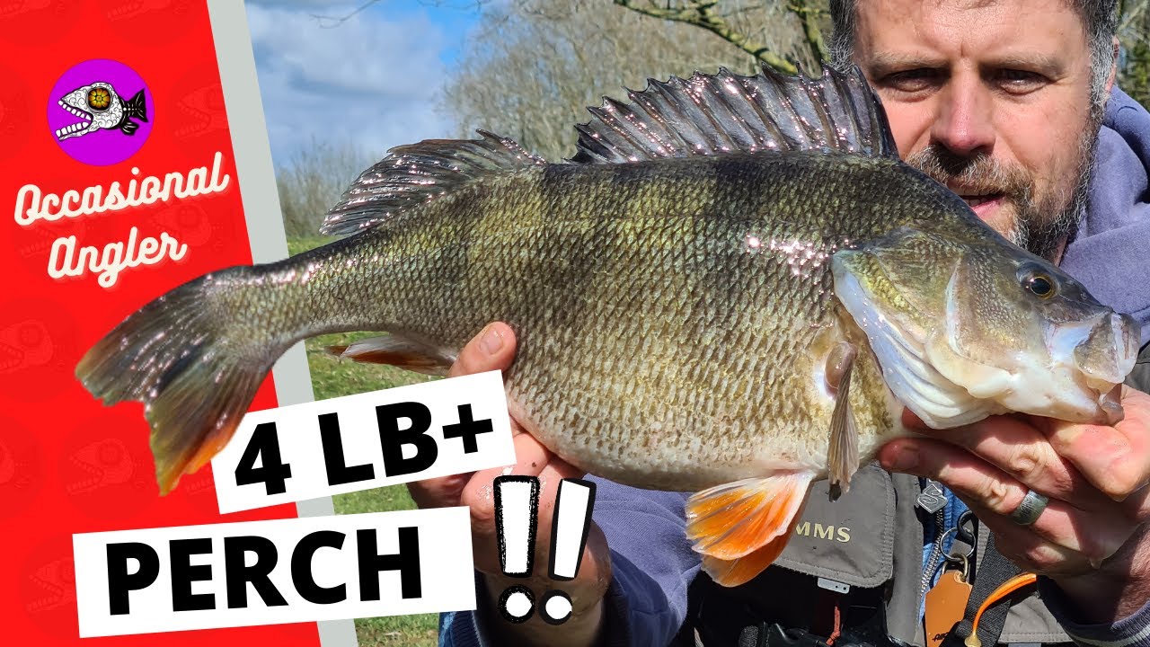 BIGGEST PERCH ON LURES - mind blowing session!! - YouTube