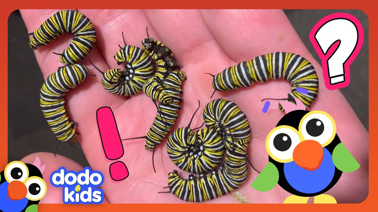 What Are These Teeny Creatures Going To Turn Into? | Dodo Kids | Animal ...