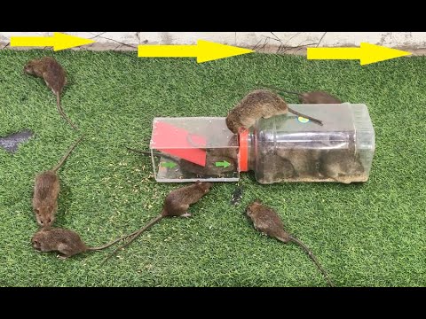 creative mousetrap Do mice avoid traps 1 - YouTube