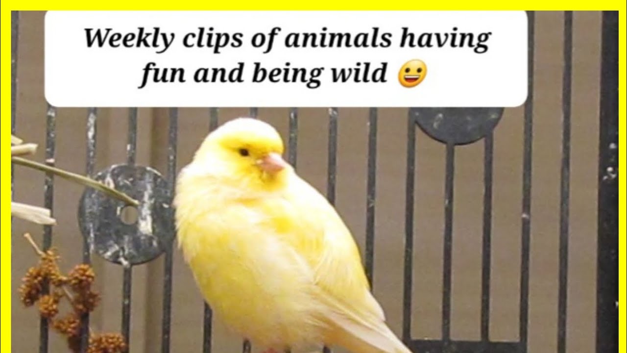 Birds in Weekly clips of animals having fun and being wild 😀 - YouTube