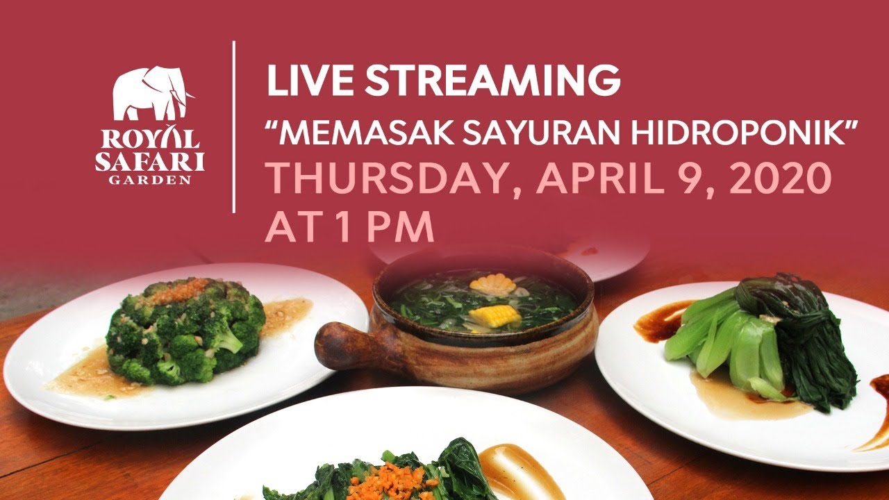 [LIVE] Memasak Sayuran hidroponik - Royal Safari Garden - YouTube