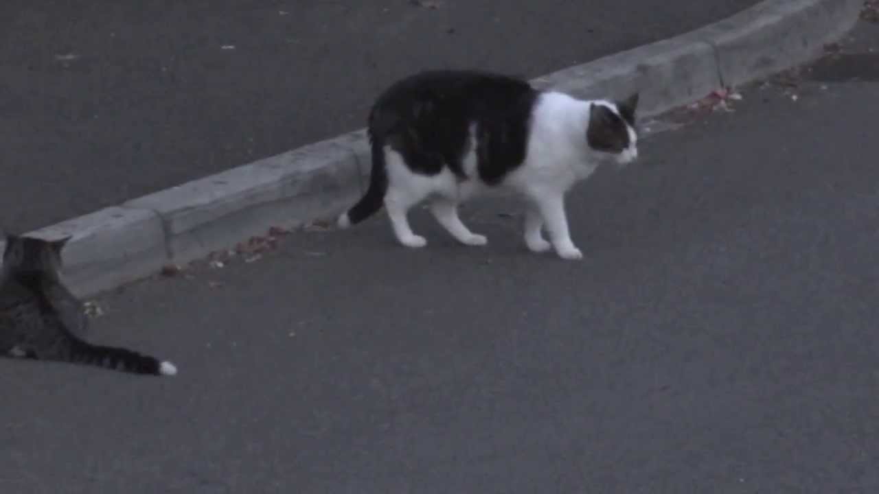 Tiptoeing cat tries not to awake his friend - YouTube