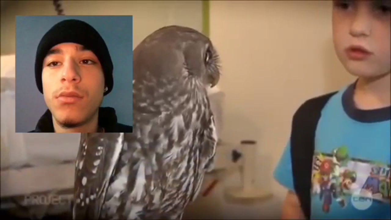 Reaction To (FUNNY OWL) 🦉😂😂 - YouTube