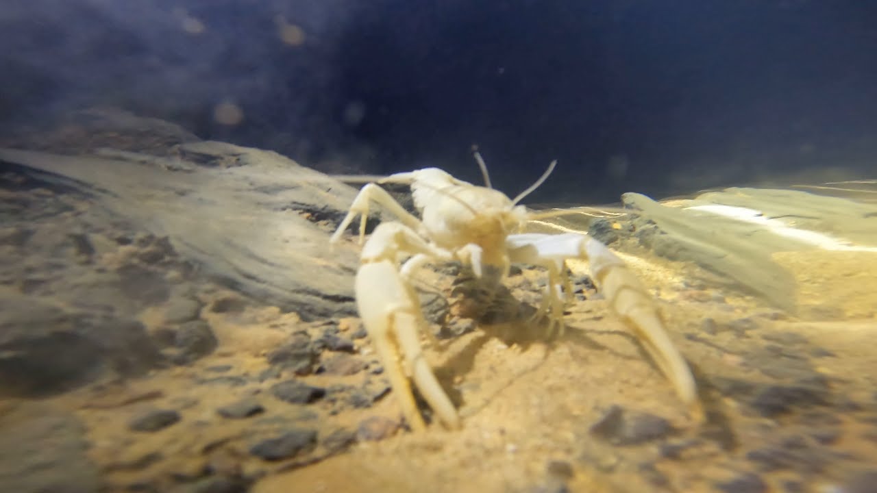 Species of Concern caught on camera in Missouri, All White Cave ...