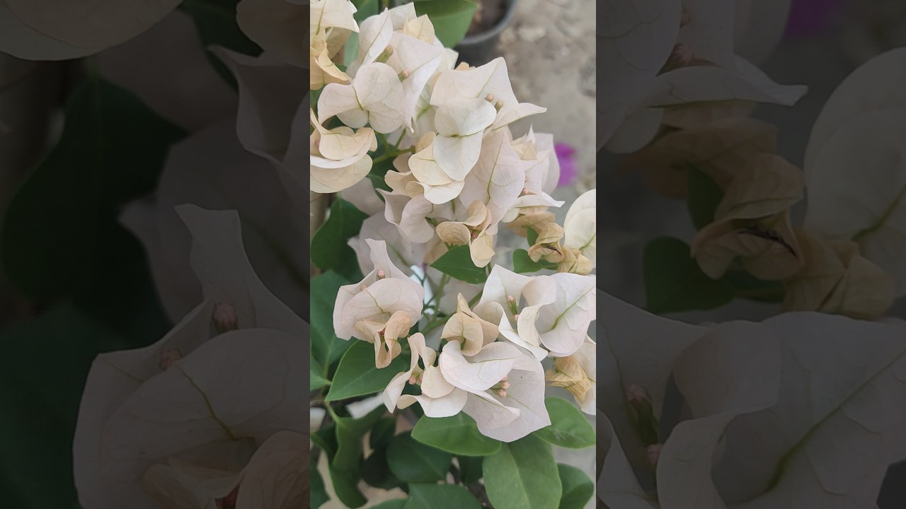 best I'd adas joy💗💗💗💗 - YouTube