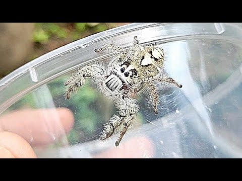 Cute Gray Jumping Spider - YouTube