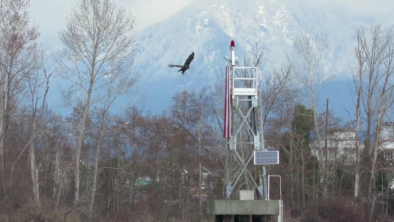 Bald eagle hovering - YouTube