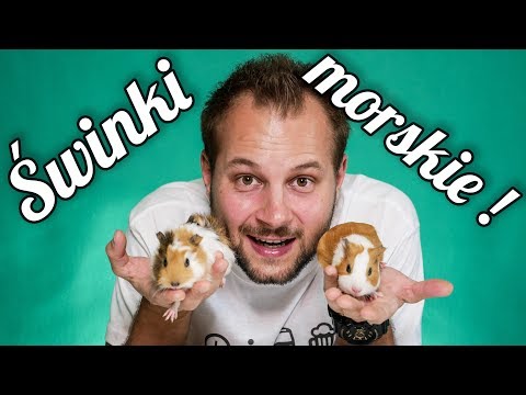 CIEKAWOSTKI O HODOWLI ŚWINKI MORSKIEJ W DOMU