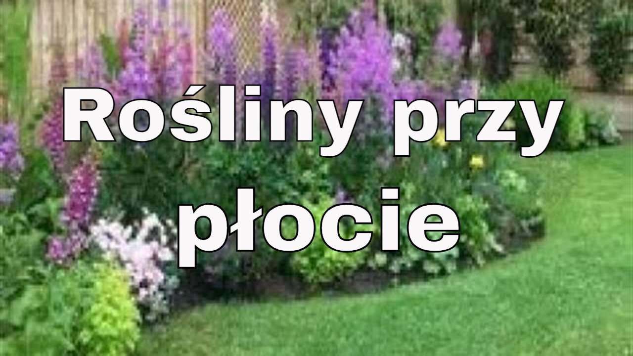 CO POSADZIĆ PRZY PŁOCIE? POMYSŁY I INSPIRACJE - YouTube