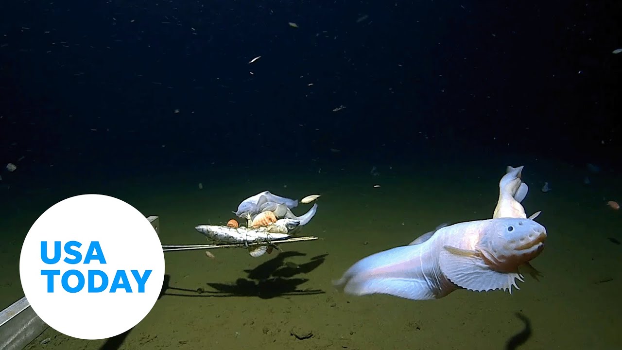 Snailfish breaks record, becomes deepest fish ever filmed and captured ...