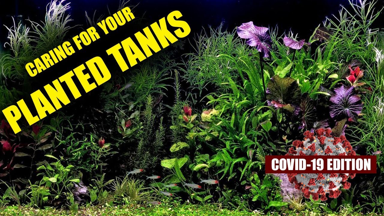 LIVE: Caring for your Planted Tanks - COVID-19 Edition - YouTube