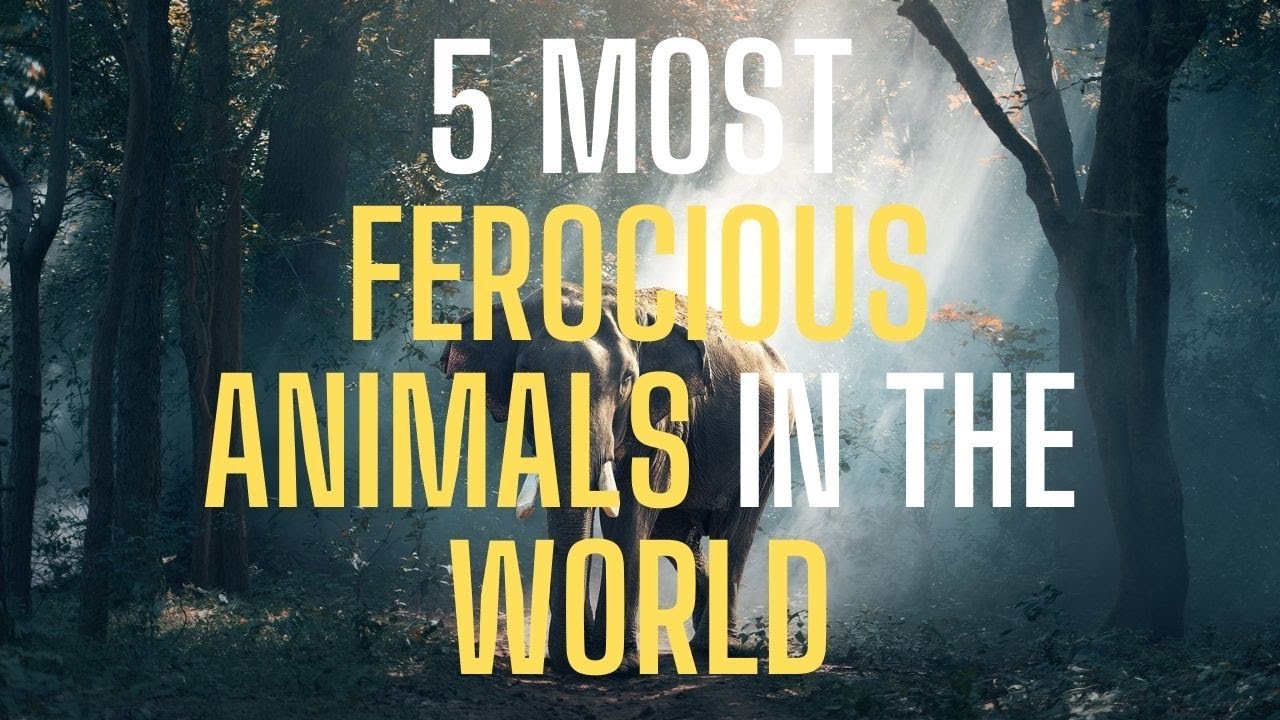Top 5 most ferocious animals in the world - YouTube